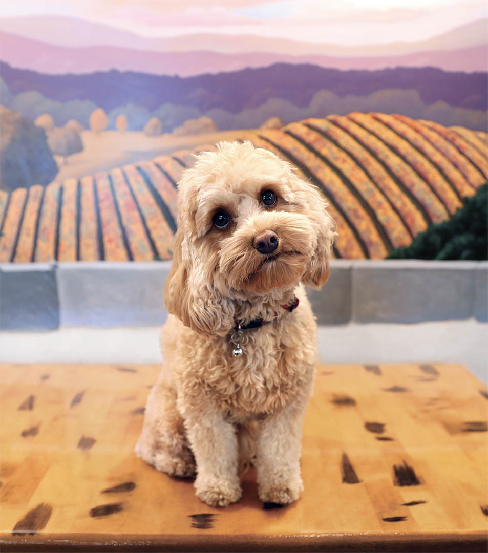 A Family Story - Dutton Estate Winery